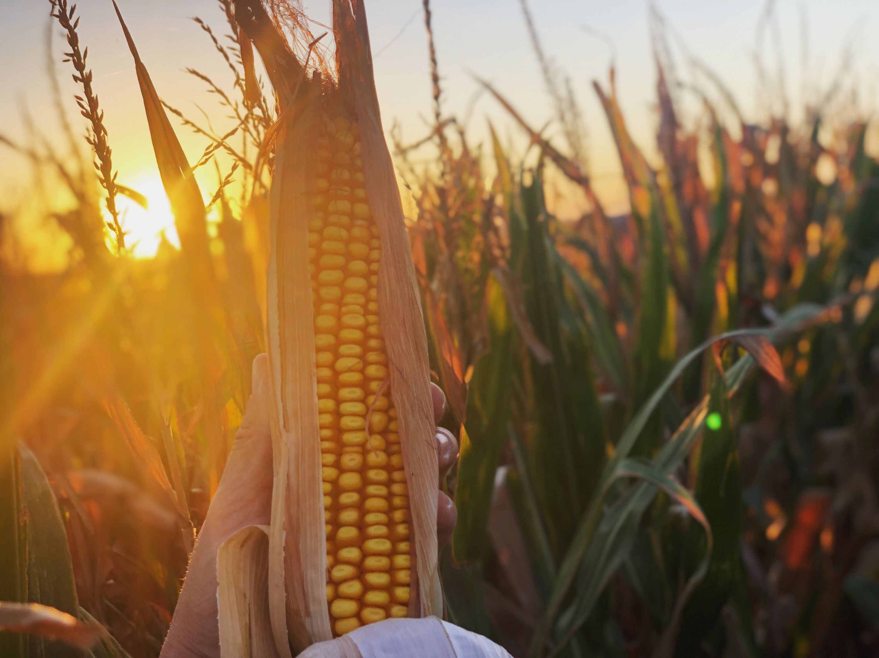 A sunset walk in the corn field.