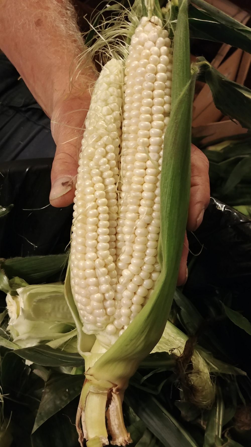 Twin Corn