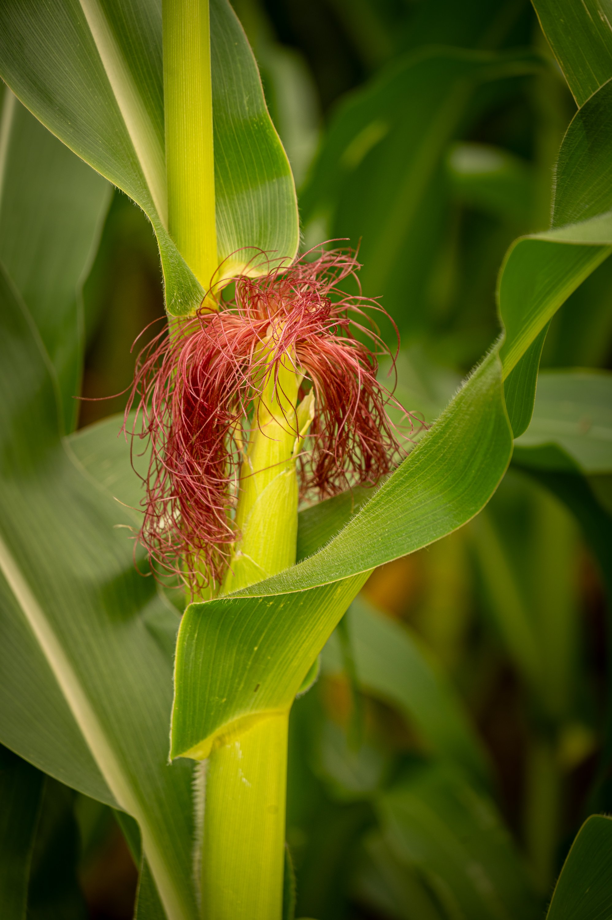 A Red Head