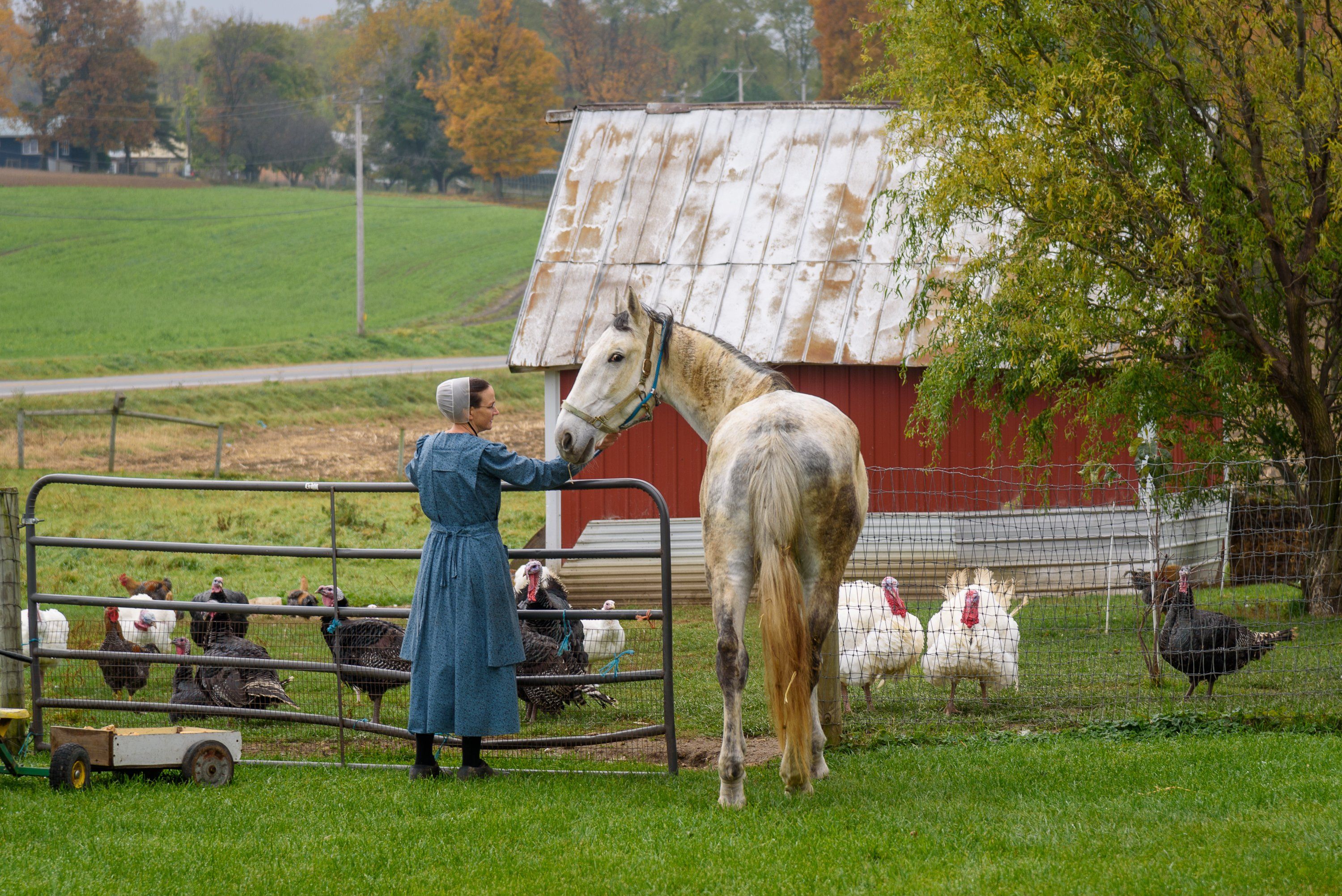 Tending the Animals