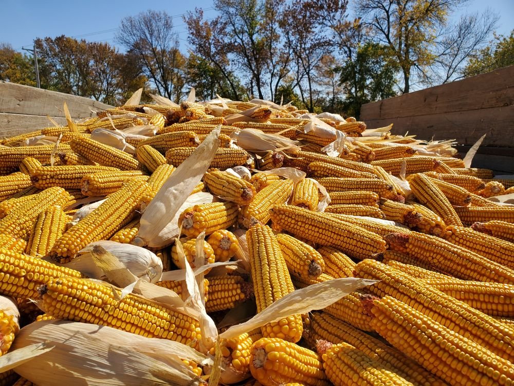 Fresh picked ear corn for the crib